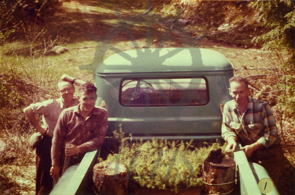 2019.014.1 3200 wild seedlings dug up at Taite Creek – Len Timons, Fred ...